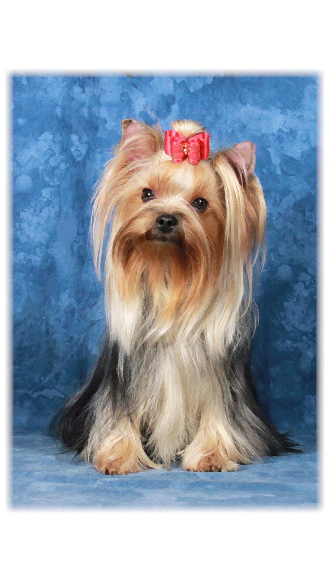 Yorkie Adorable New Note Cards - Etsy