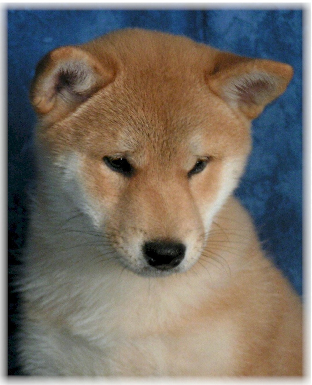 Shiba Inu #3 Note Cards - Etsy