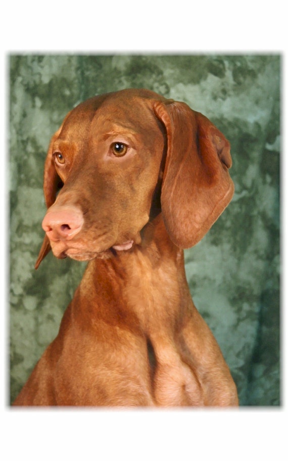 Vizsla 4 Note Cards | Etsy