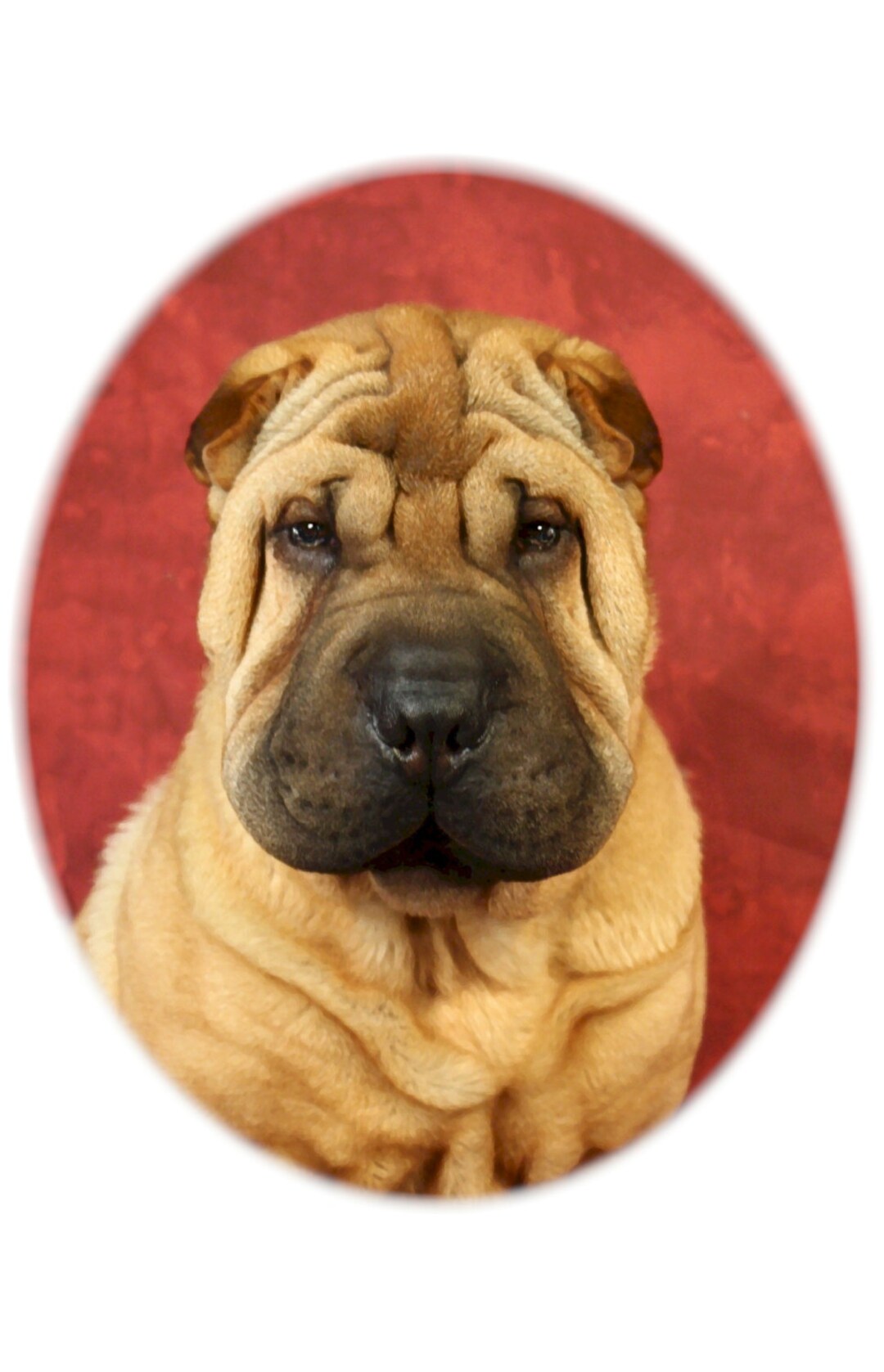 Shar Pei #2 Note Cards - Etsy