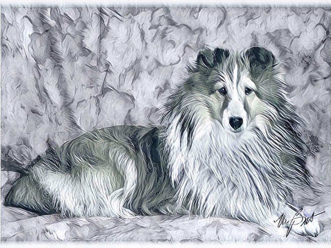 Sheltie Shetland Sheepdog Line Drawing - Etsy