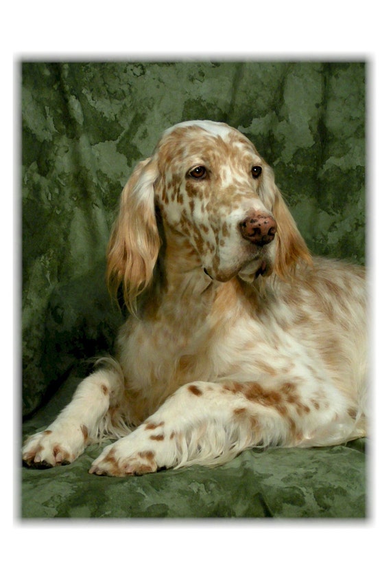 Red English Setter