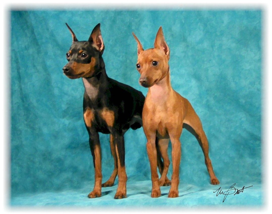 Minpin #2 Miniature Pinscher Note Cards - Etsy