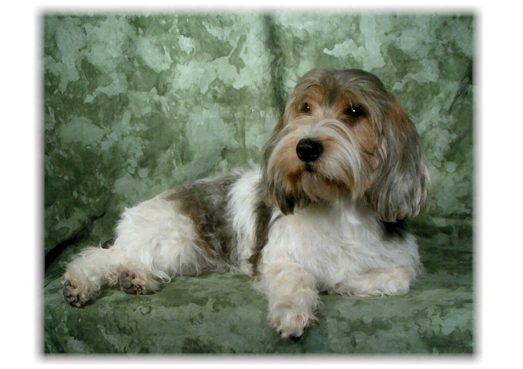 PBGV #3 Note Cards - Etsy