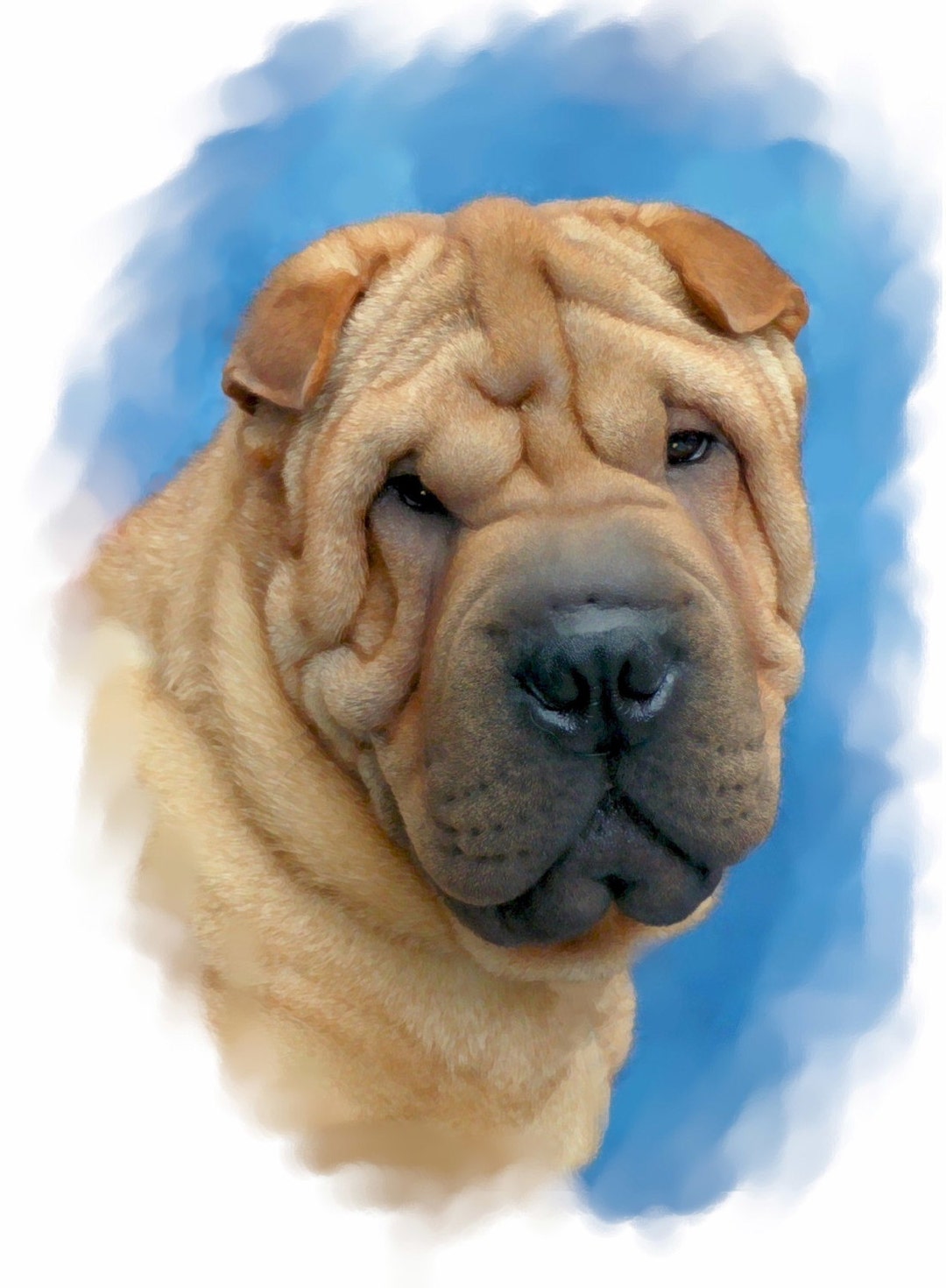 Shar Pei #3 Note Cards - Etsy
