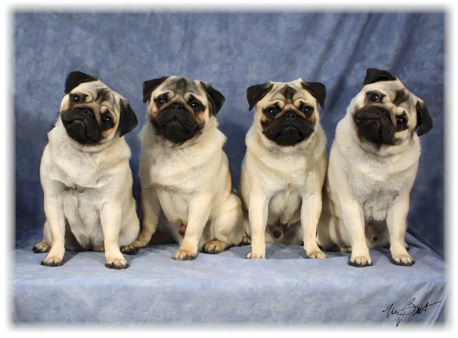 Pack Of Pugs