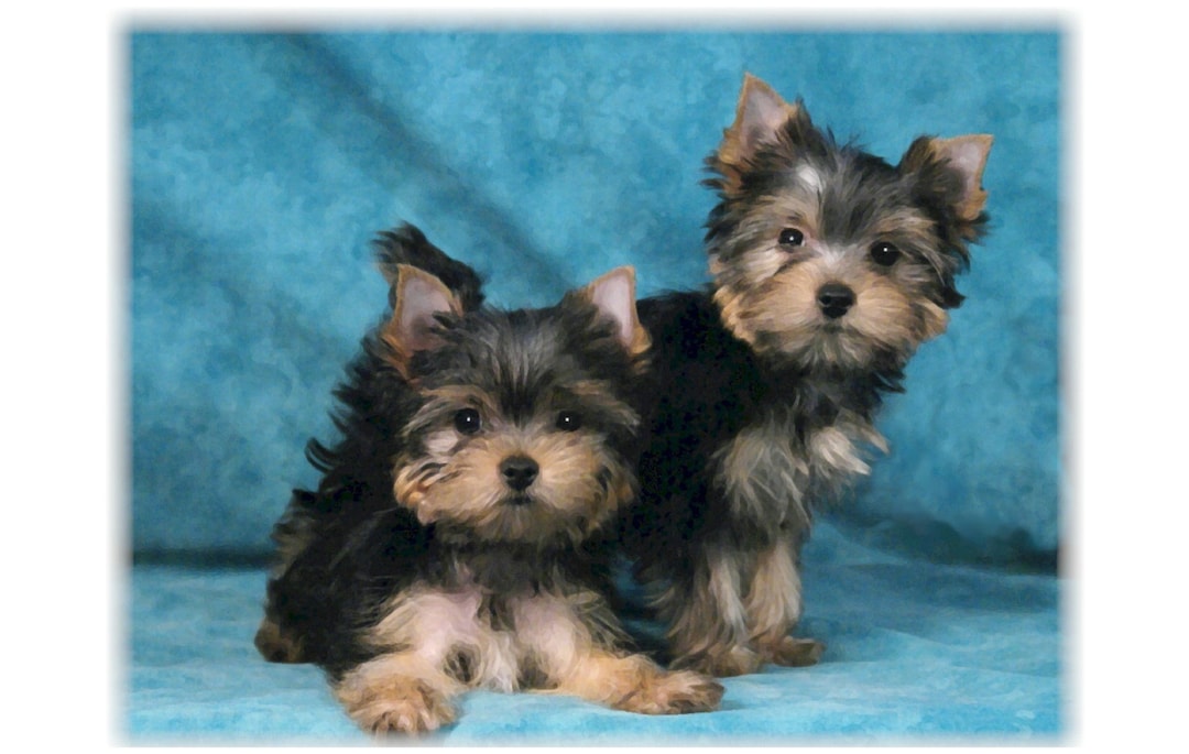 Yorkshire Terrier Yorkie #2 Note Cards - Etsy