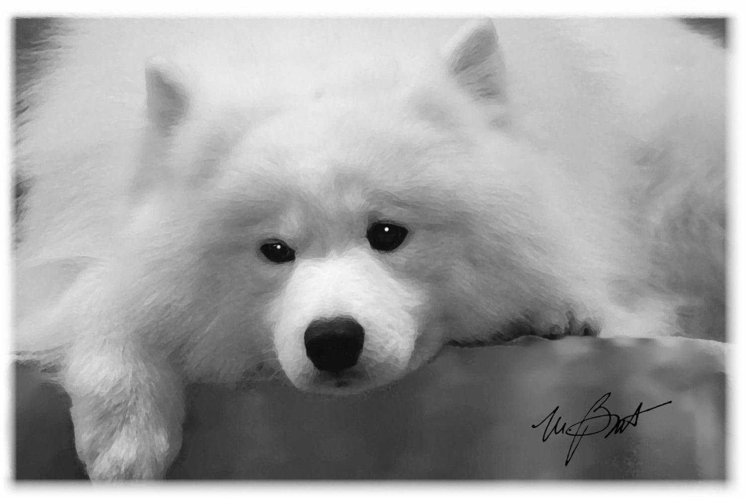 Samoyed #2 Note Cards - Etsy