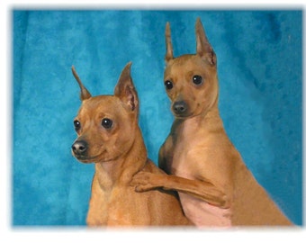 Minpin 2 Miniature Pinscher Note Cards | Etsy