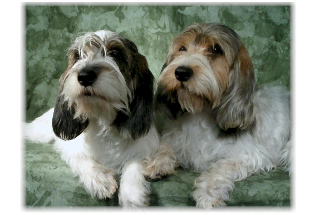 PBGV #2 Note Cards - Etsy