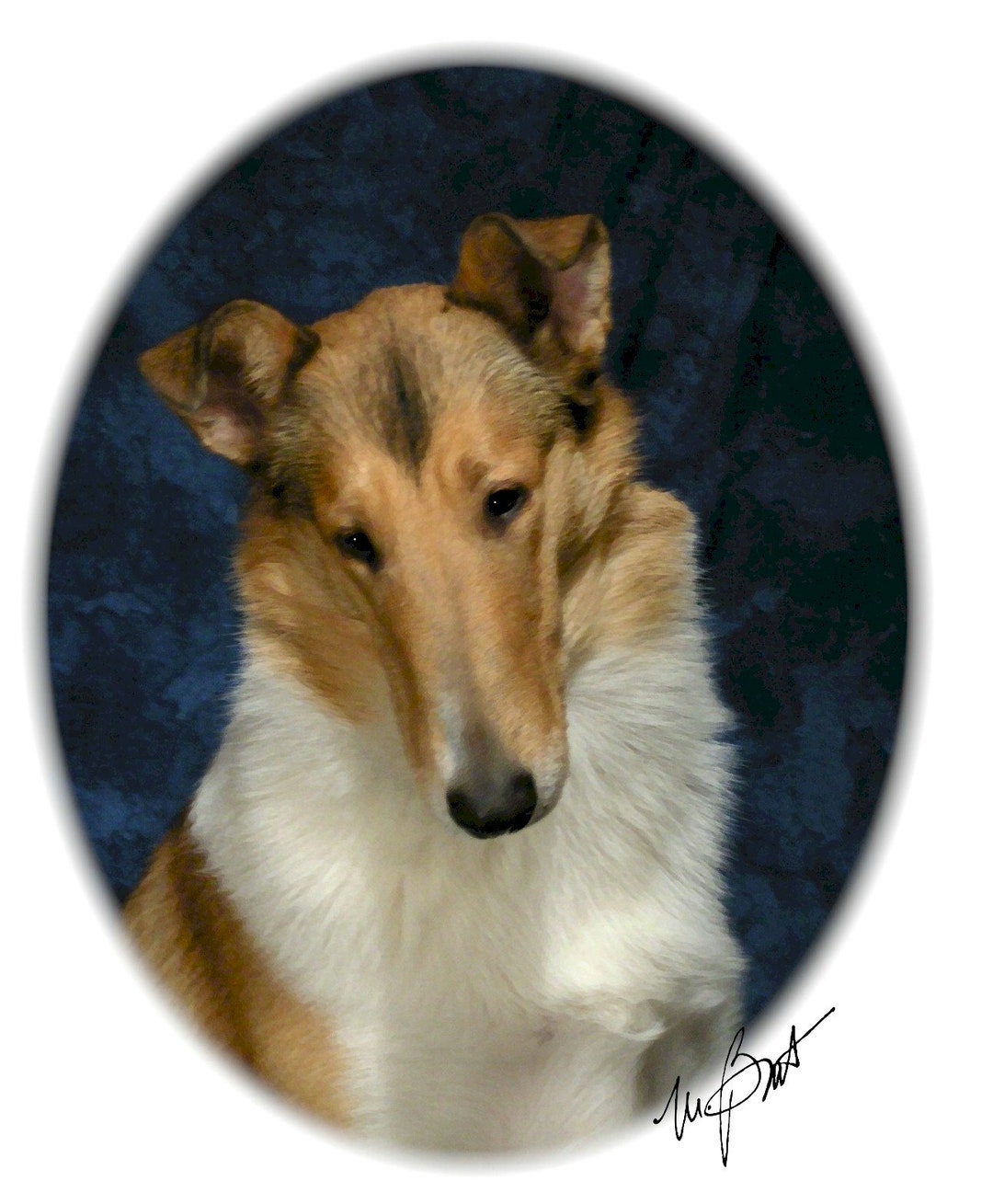 Collie Dog Smooth #1 Note Cards - Etsy