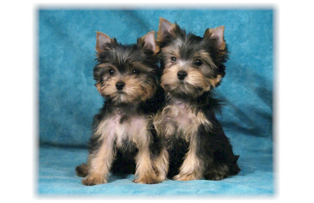 Yorkshire Terrier Yorkie,#1 Note Cards - Etsy