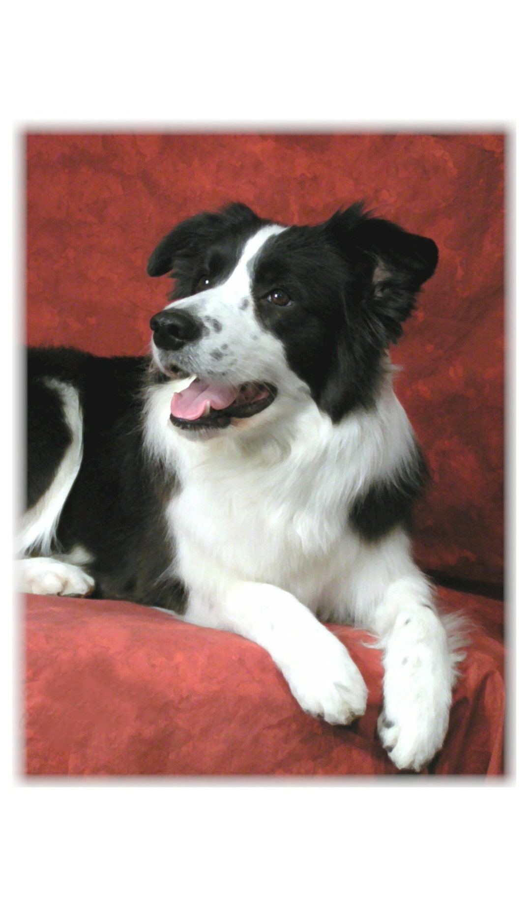 Border Collie #4 Note Cards - Etsy