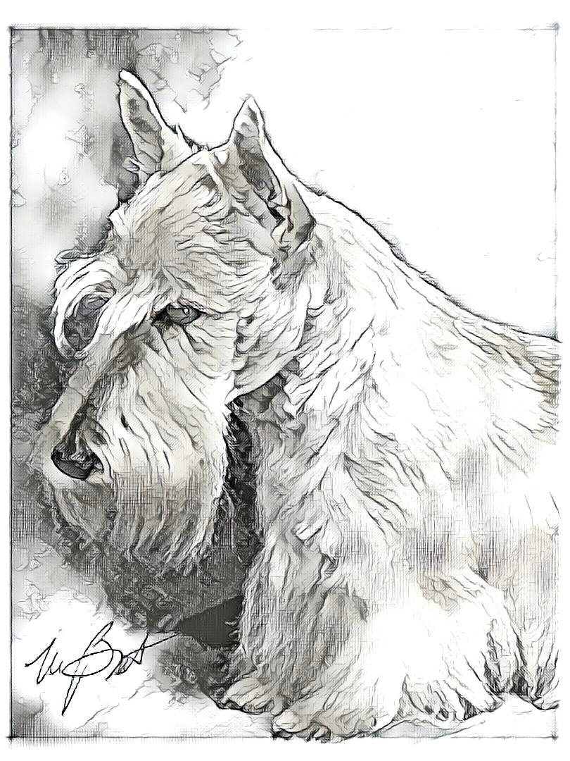 Scottie Scottish Terrier Line Drawing - Etsy UK