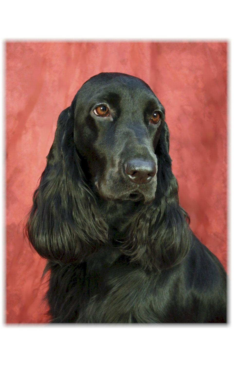 English Cocker Spaniel Black Note Cards - Etsy UK