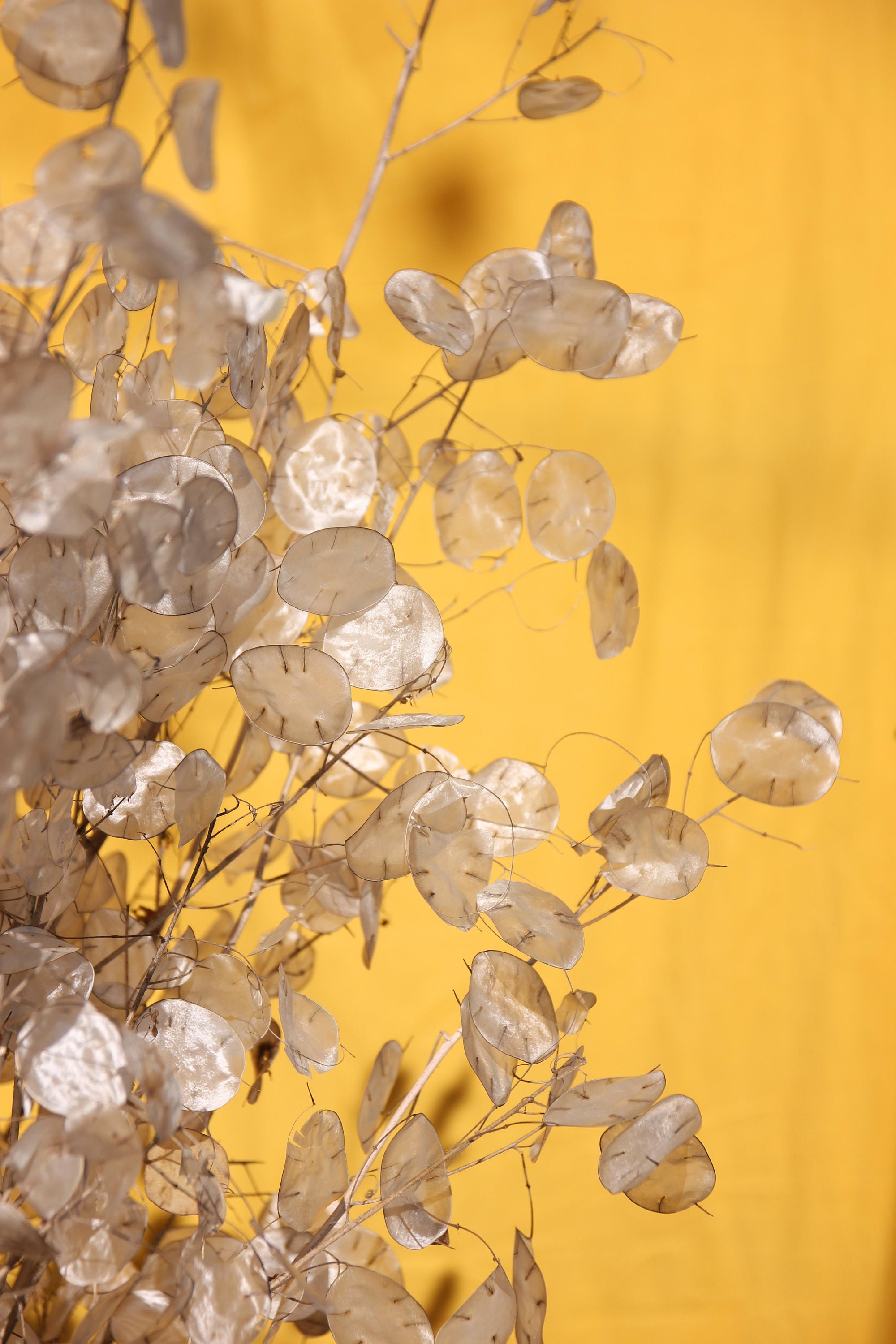 3 Lunaria Stems Dried Flowers Honesty Branches Stems Wedding Bouquet ...