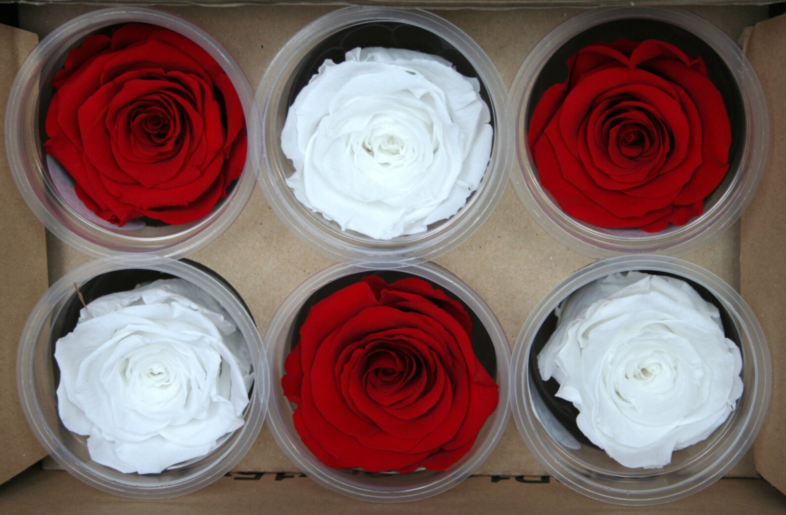 Roses éternelles stabilisées coffret de six roses trois - Etsy France