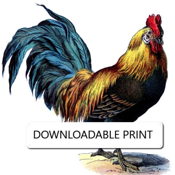 Rooster Prints - Etsy