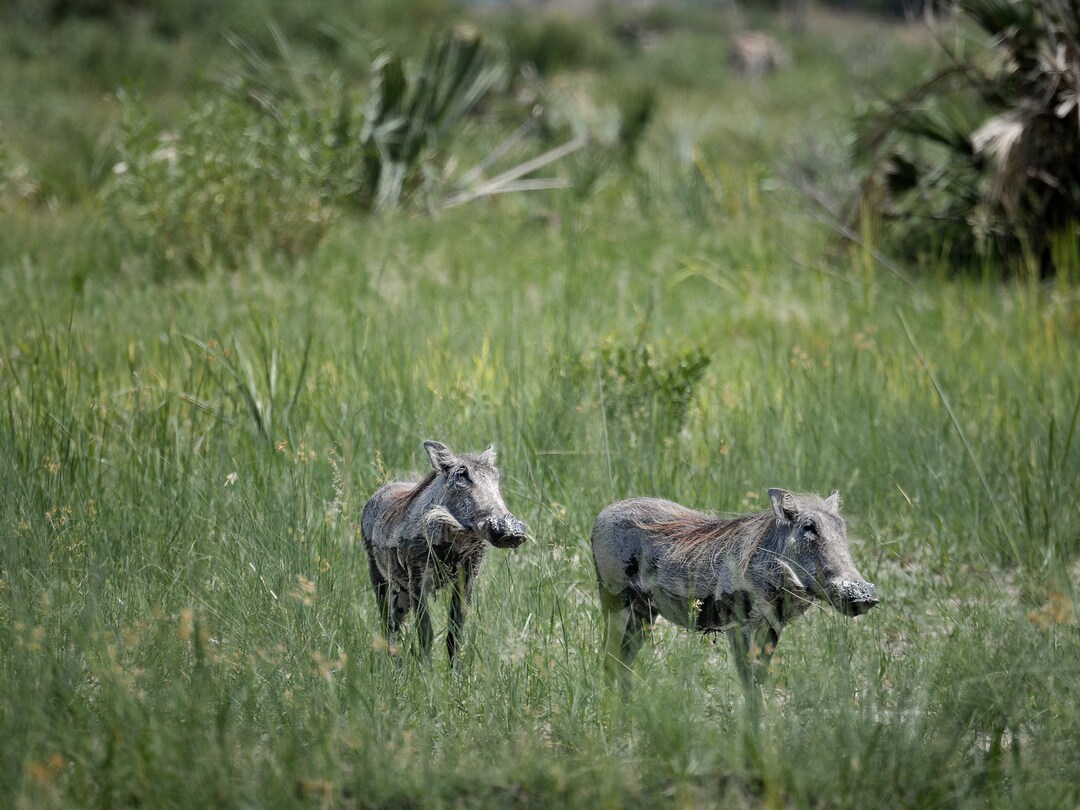 Warthogs in Grass, Warthog, Warthog Wall Art, Digital Download ...