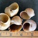 Small Apple Snail Shells (5) 1 to 1.5 Inches - Etsy