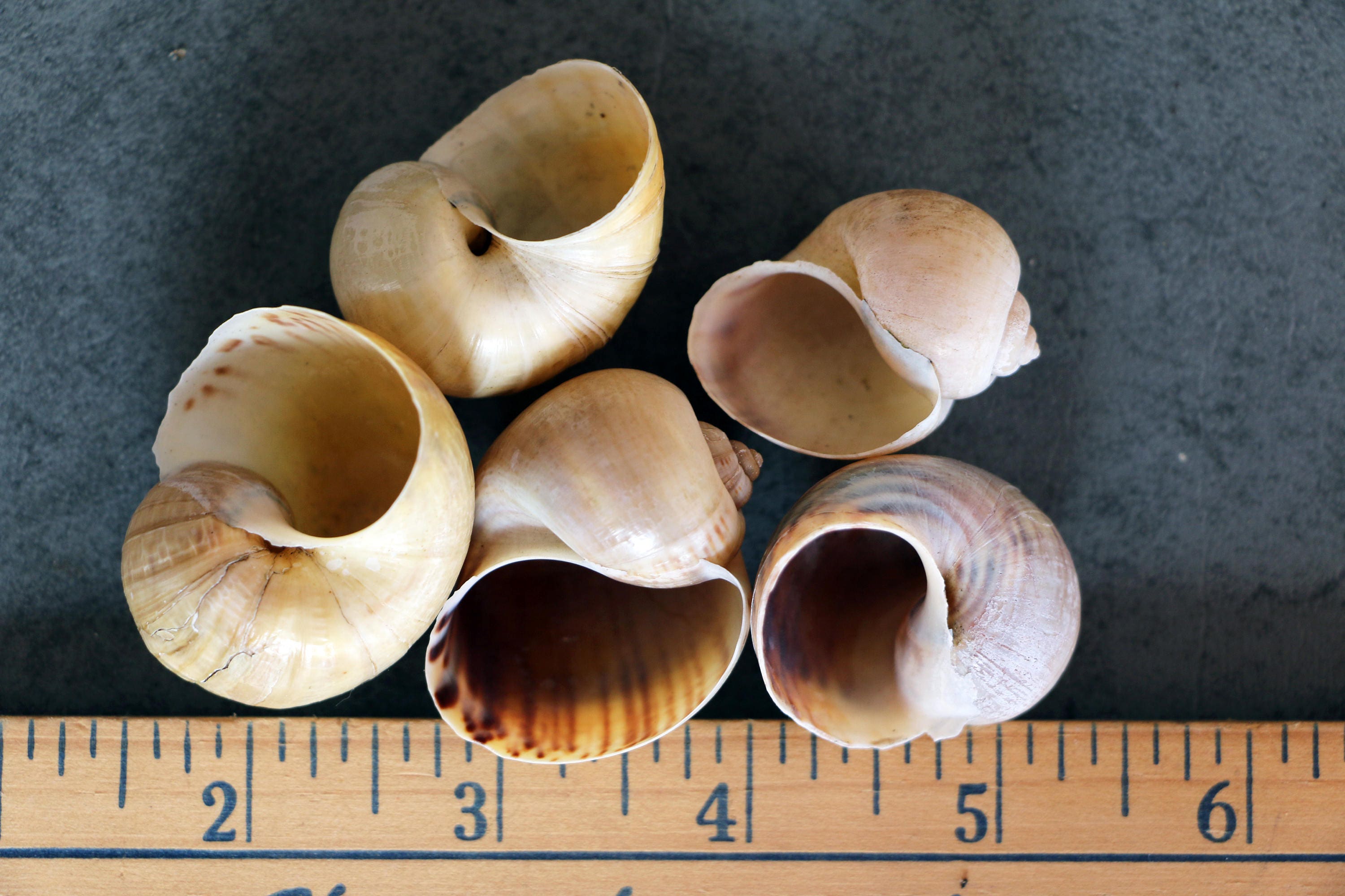 Small Apple Snail Shells (5) 1 to 1.5 Inches - Etsy