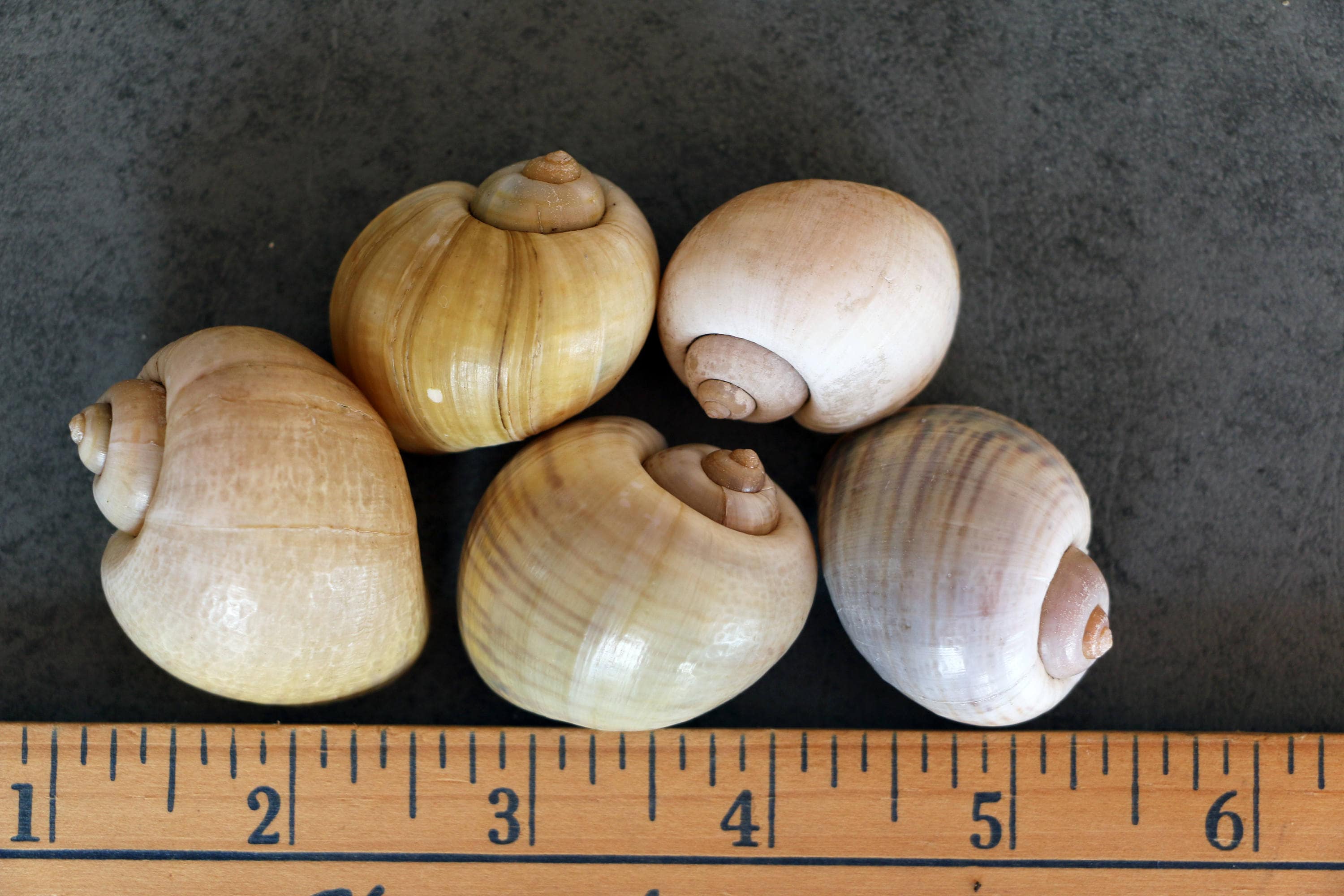 Small Apple Snail Shells (5) 1 to 1.5 Inches - Etsy