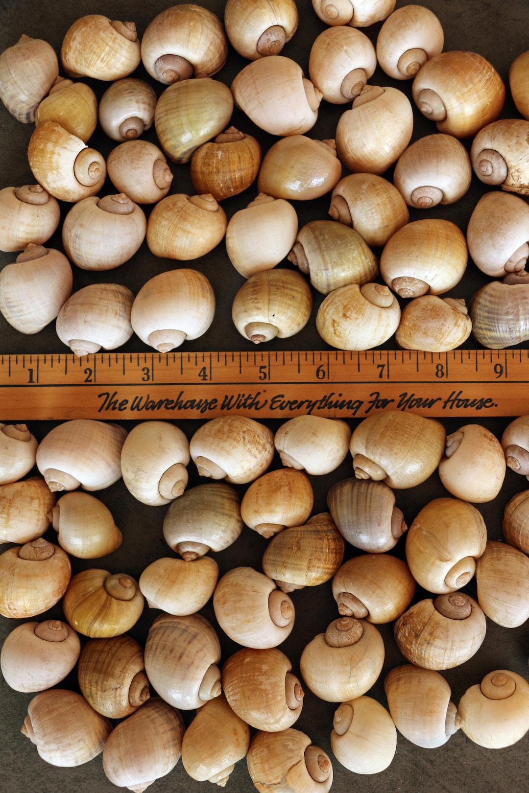 Small Apple Snail Shells (5) 1 to 1.5 Inches - Etsy