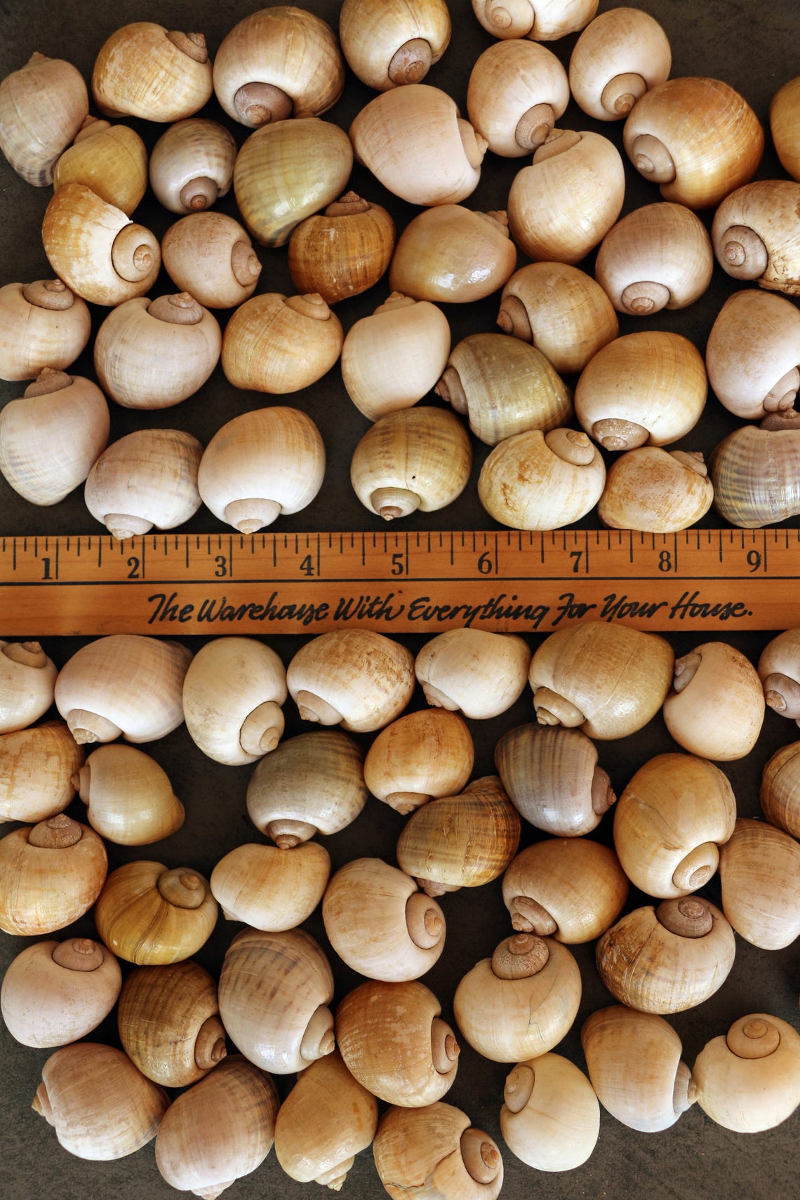 Small Apple Snail Shells (5) 1 to 1.5 Inches - Etsy