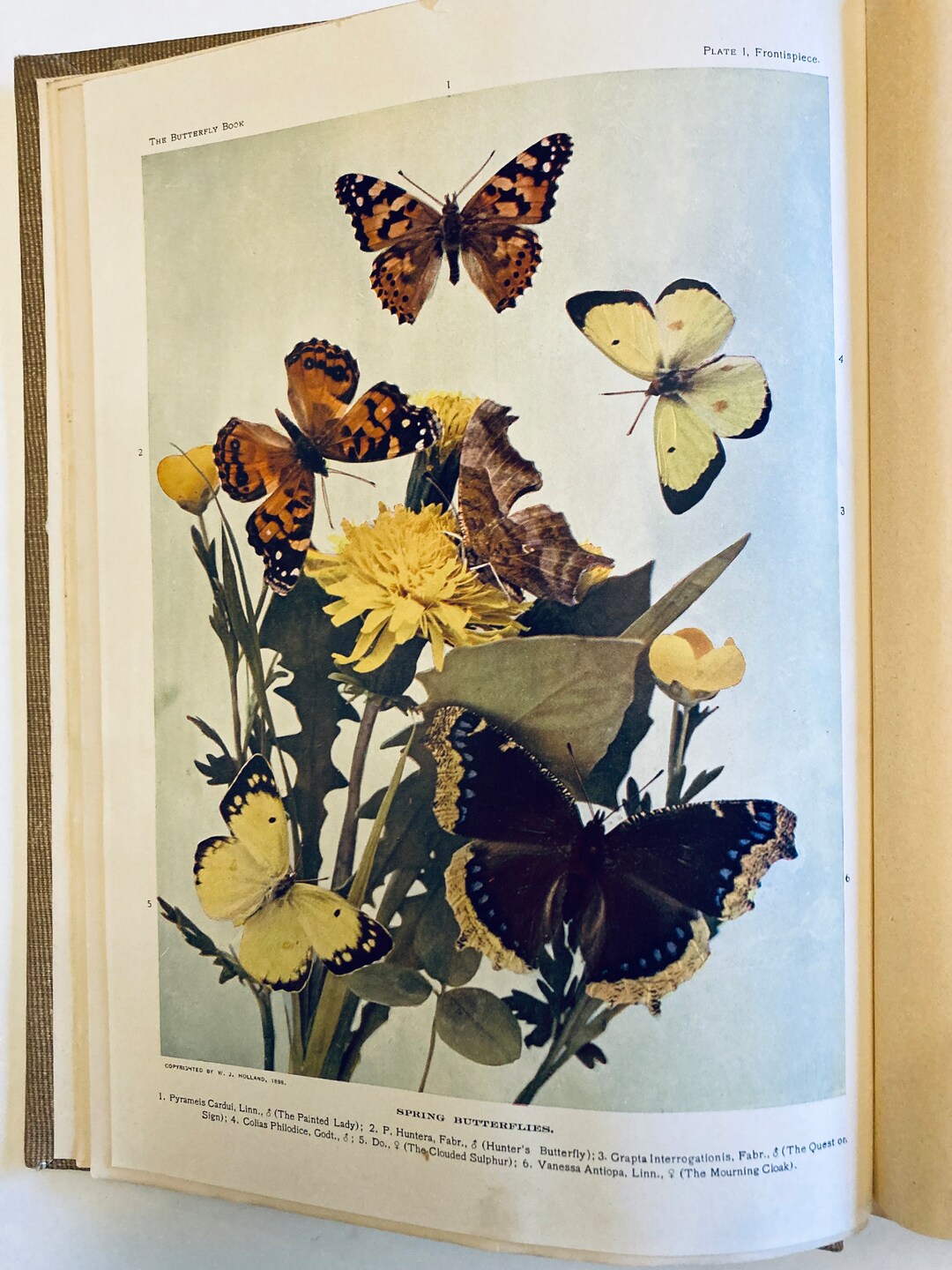 The Butterfly Book W J Holland 1903 Guide to Butterflies of North ...