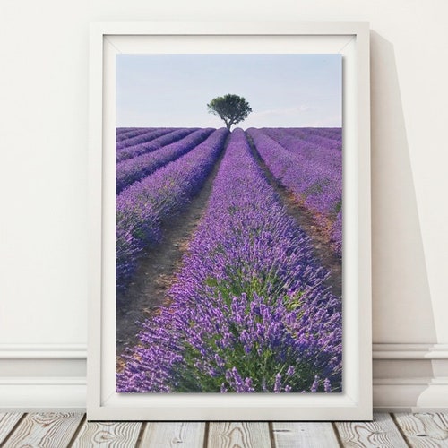 Set of 3 Australian Lavender Farm Wall Art Print Lavender | Etsy