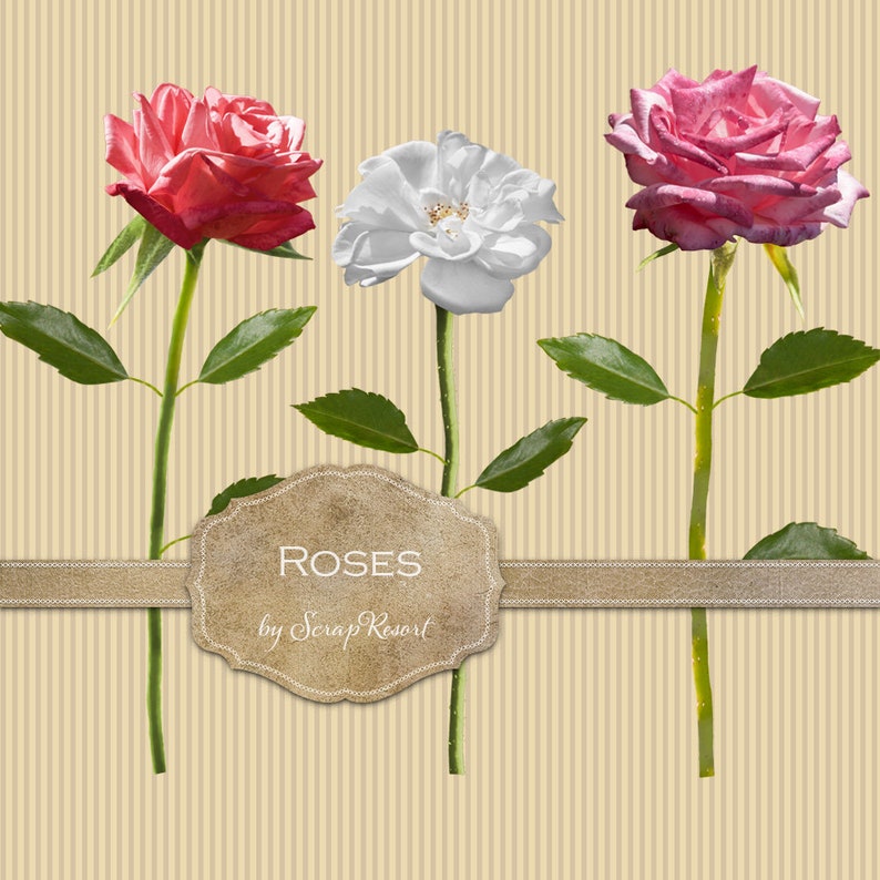 Digital Scrapbooking Kit | 24 Rose Elements | 6 Stems & Leaves - Etsy