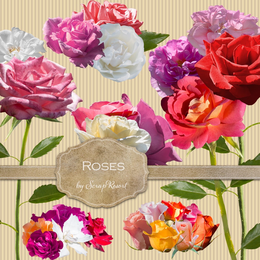 Digital Scrapbooking Kit | 24 Rose Elements | 6 Stems & Leaves - Etsy