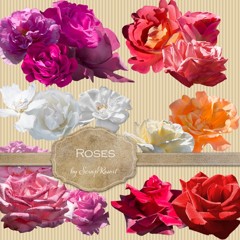 Digital Scrapbooking Kit 24 Rose Elements 6 Stems And Leaves Etsy