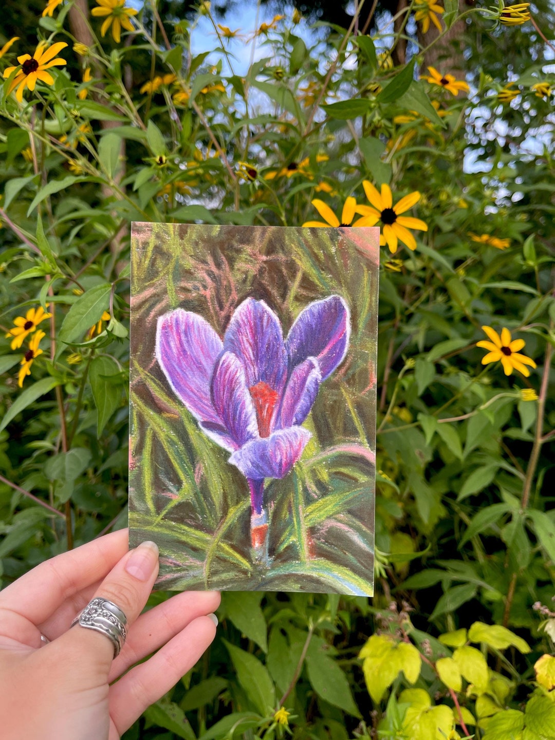 IAAF Fundraiser | Native Pasque Flower / Prairie Crocus Flower | Giclee ...