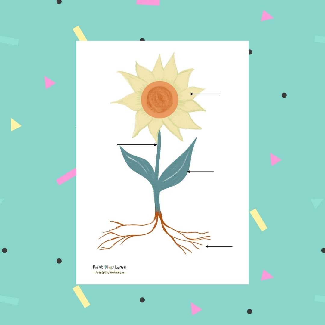 Sunflower Kids Learning Poster Parts of Plants A3 or A4 PDF Instant ...