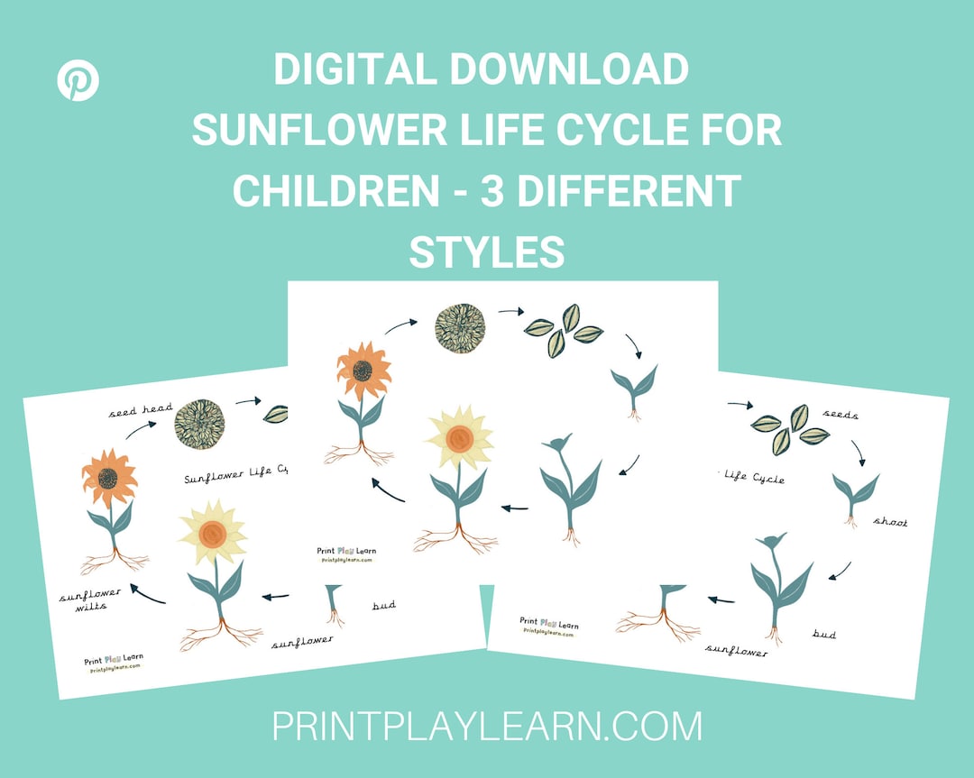 Life Cycle of a Sunflower Poster for Kids Home Education School ...