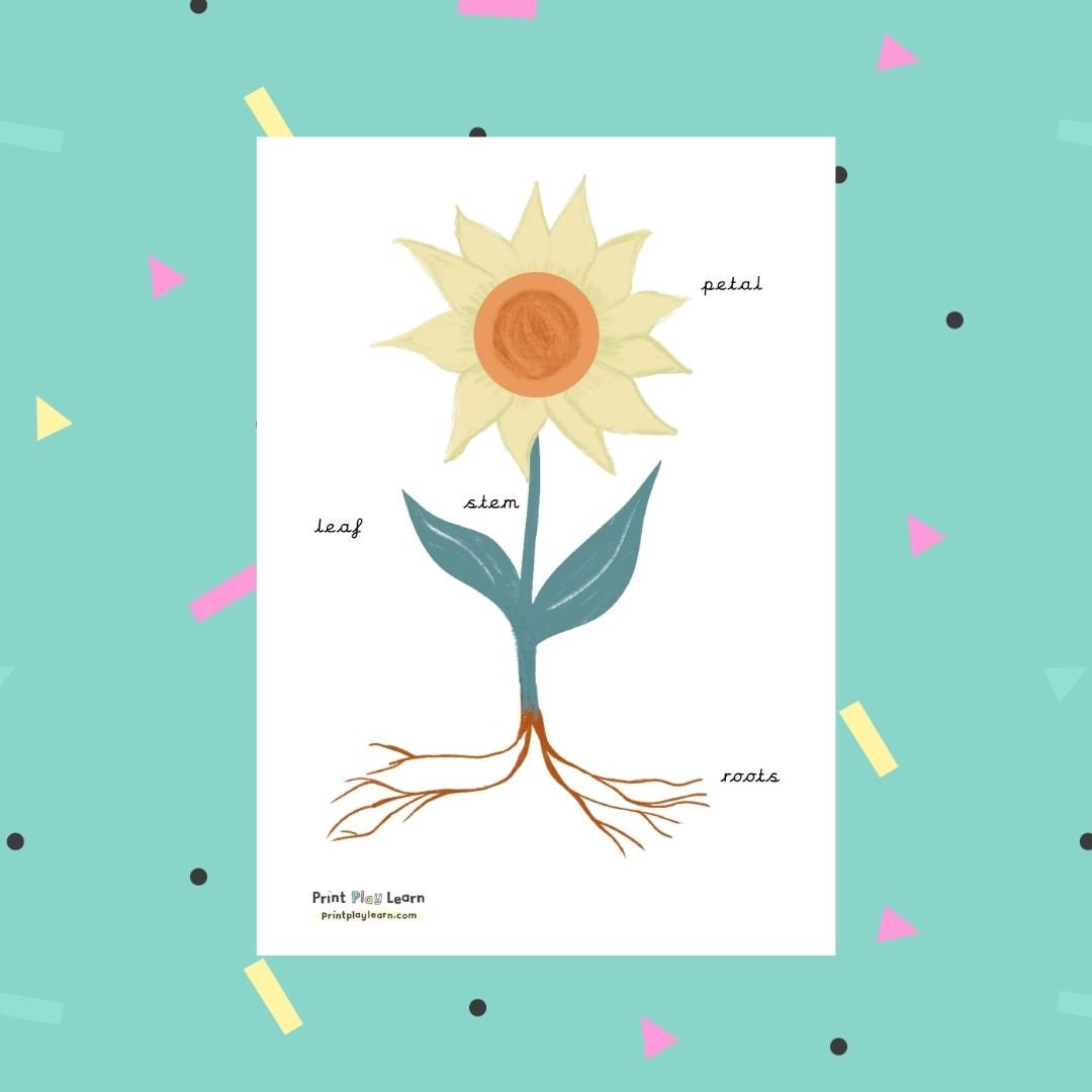 Sunflower Kids Learning Poster Parts of Plants A3 or A4 PDF Instant ...