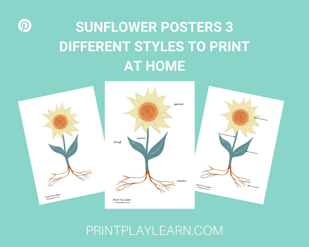 Sunflower Kids Learning Poster Parts of Plants A3 or A4 PDF Instant ...