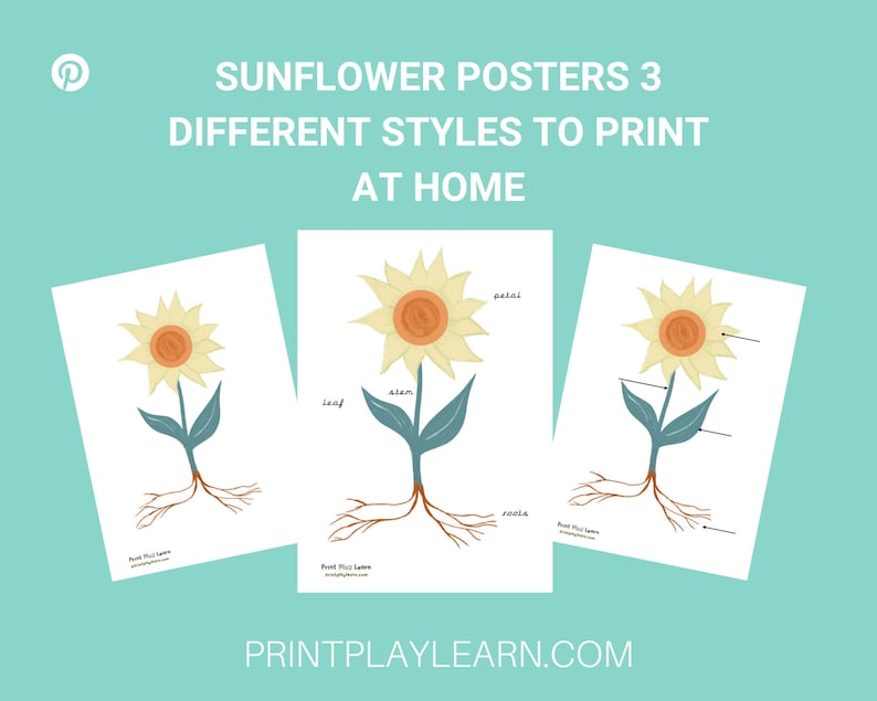 Sunflower Kids Learning Poster Parts of Plants A3 or A4 PDF Instant ...