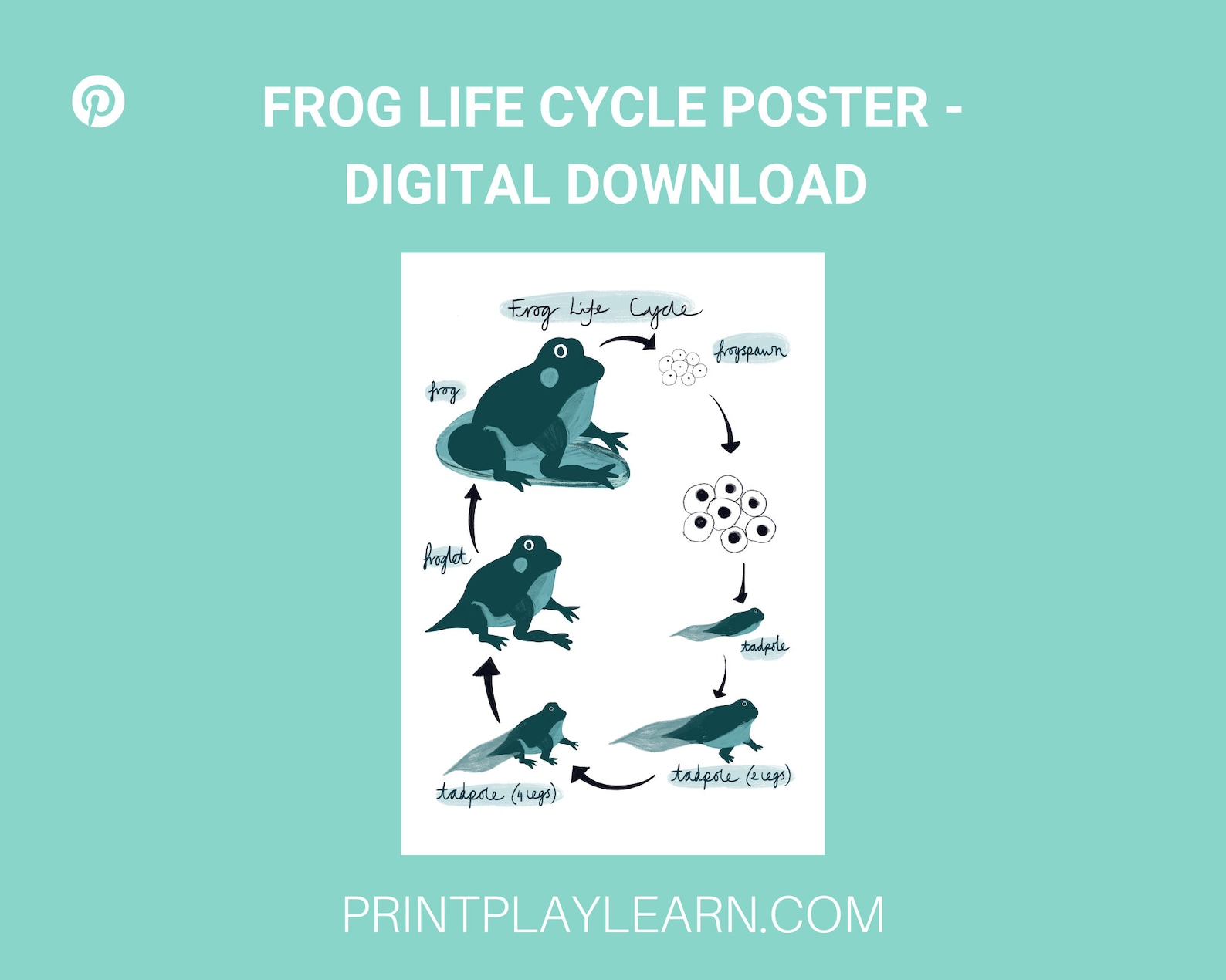 Frog Life Cycle Flashcards for Children Home Education School ...