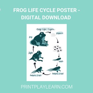 Frog Life Cycle Flashcards for Children Home Education School ...