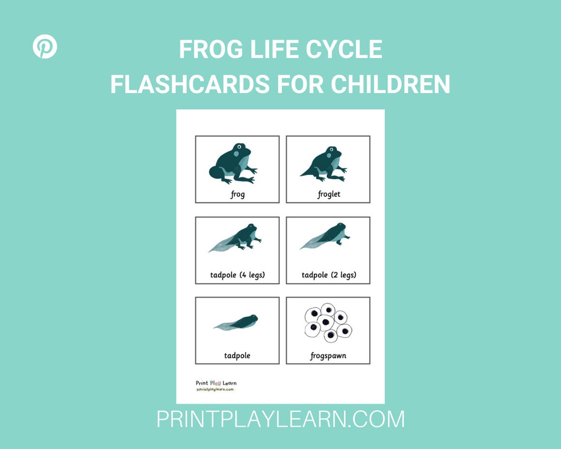 Frog Life Cycle Flashcards for Children Home Education School - Etsy