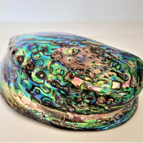Abalone Shell - Etsy