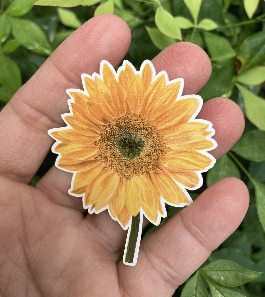 Sunflower Sticker With Stem-realistic Drawing - Etsy
