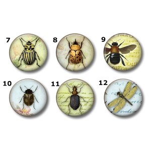 Insect Magnets or Pins Choose Your Own Set of 6, Insect Buttons ...