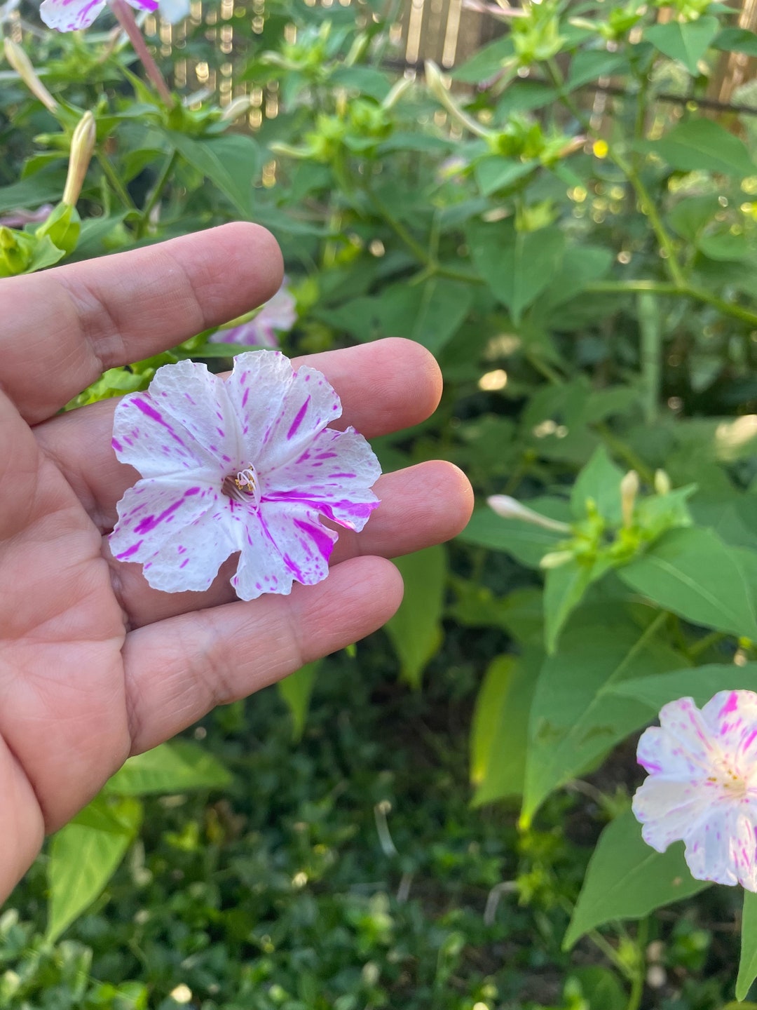 Four O’ Clock Flower Mirabilis Jalapa Marbles White Purple — 20ct Seeds ...