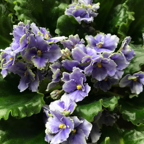 Optimara African Violet - Etsy