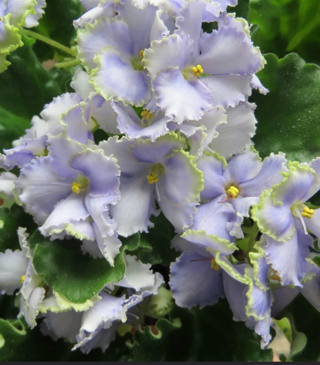African Violet Optimara Ever Grace Live Houseplant 2.5” Potted Starter ...