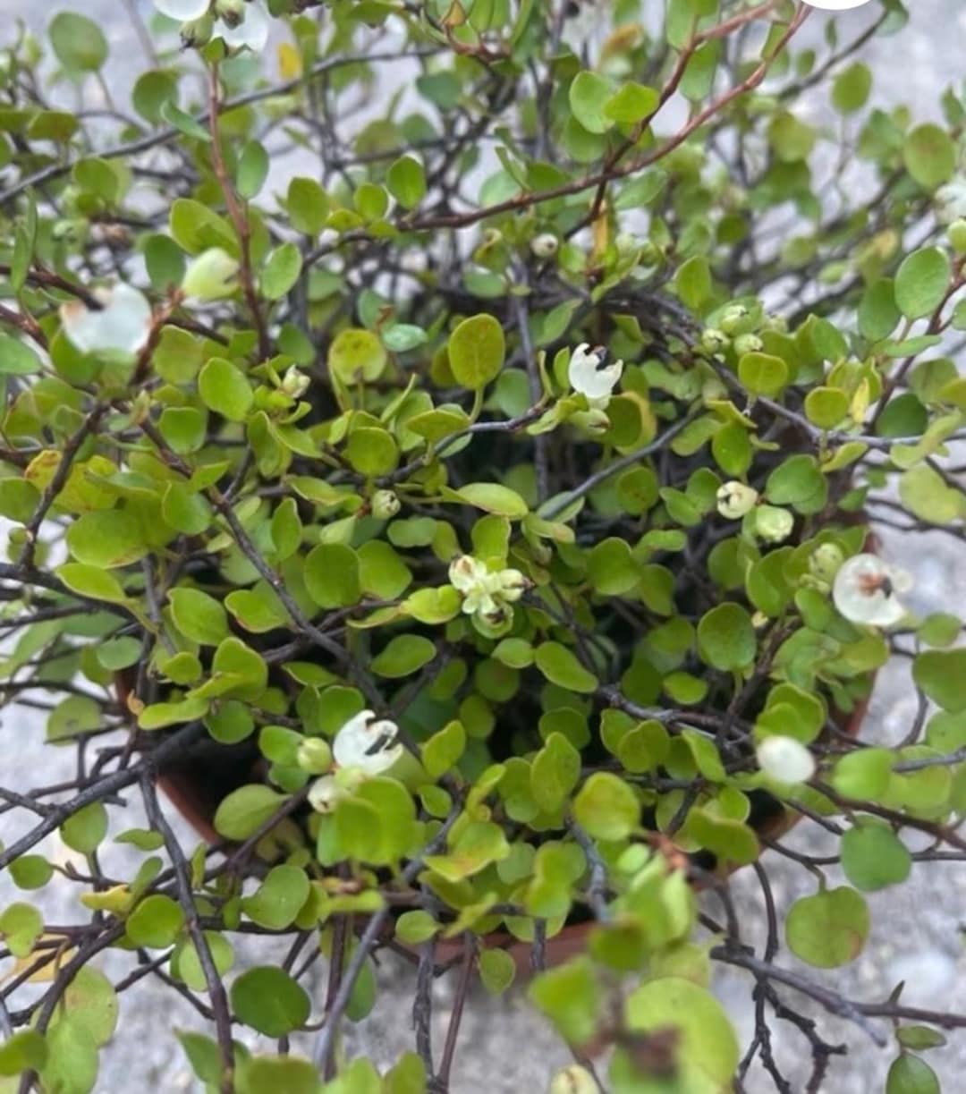 Live Angel Vine Plant 4” - Etsy