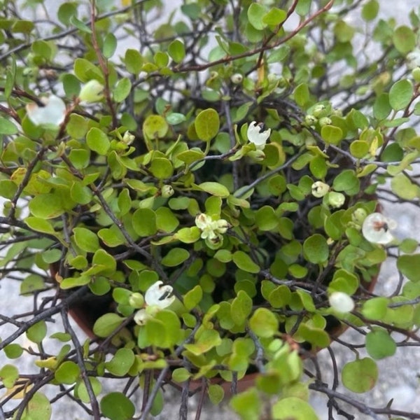 Angel Vine Plant - Etsy